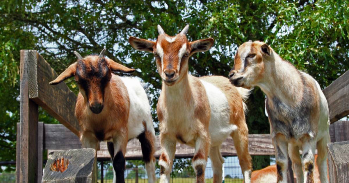 Børn piner geder med sten: Fædre truer ansatte efter bøn